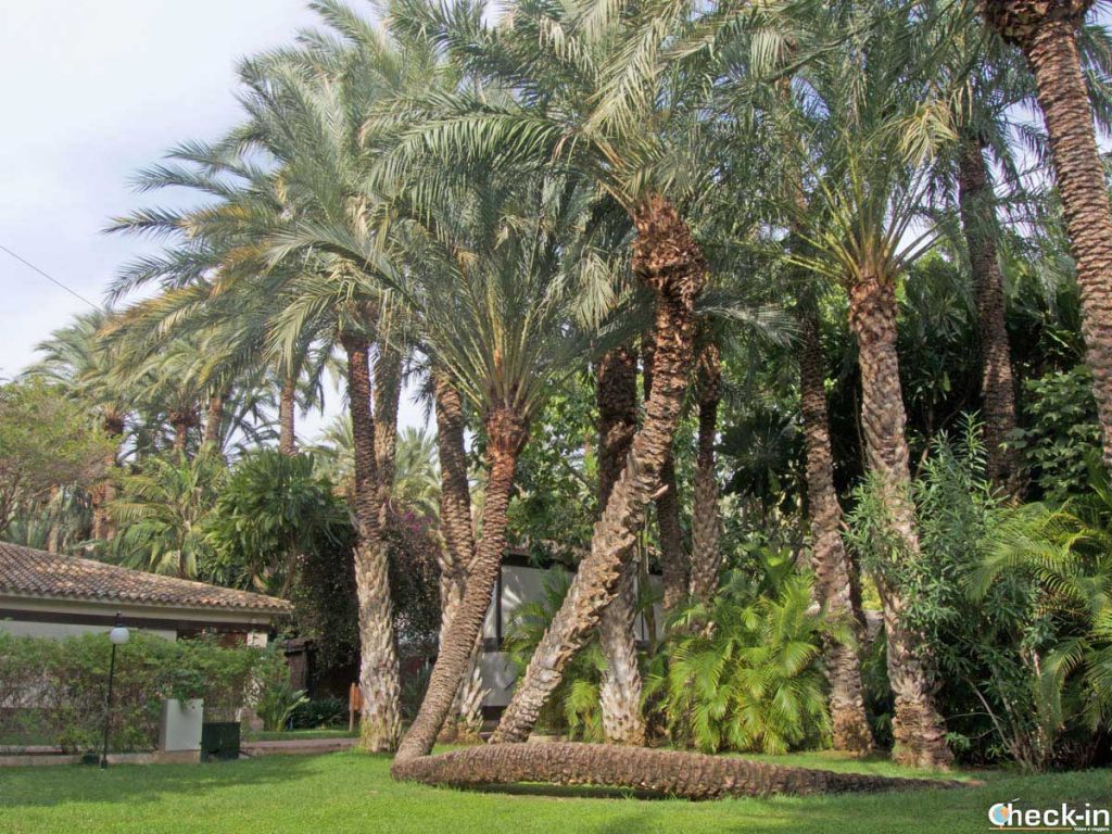 Elche, qué ver y qué hacer en la ciudad Patrimonio de la Humanidad por ...